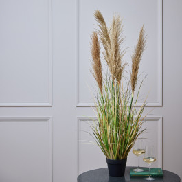 Pampas Grass in Pot | Meadows & Byrne